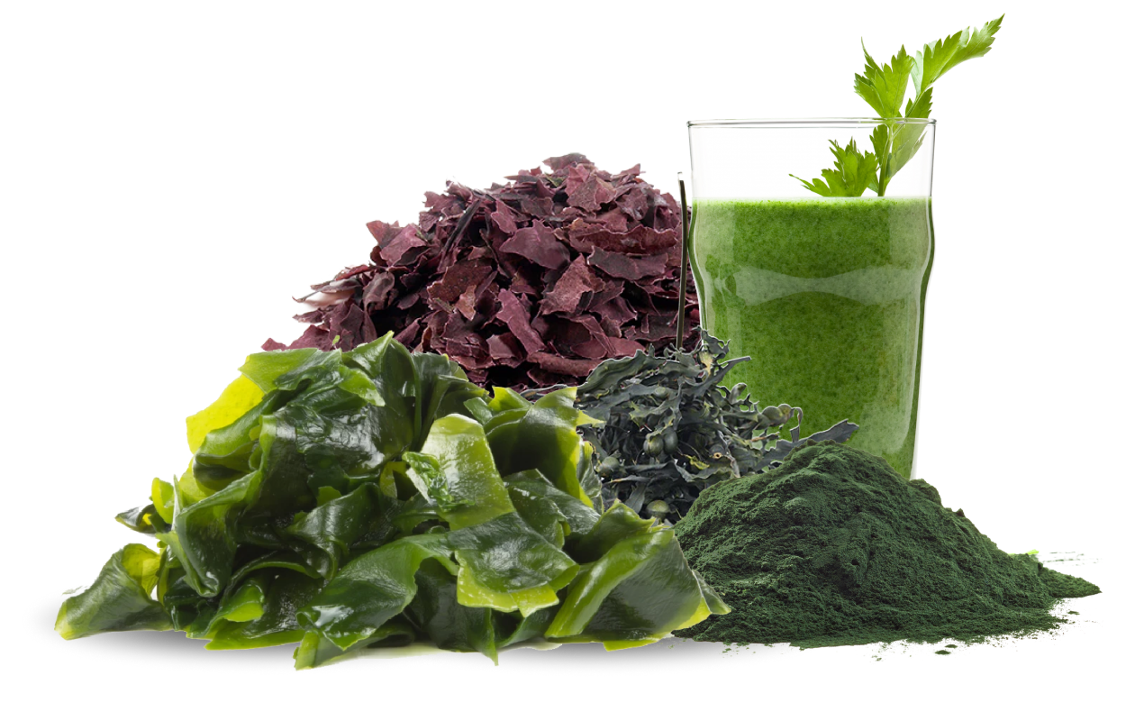 Algae & Seaweed Powders | Organic Nutrient-Dense Superfoods | Z Natural ...
